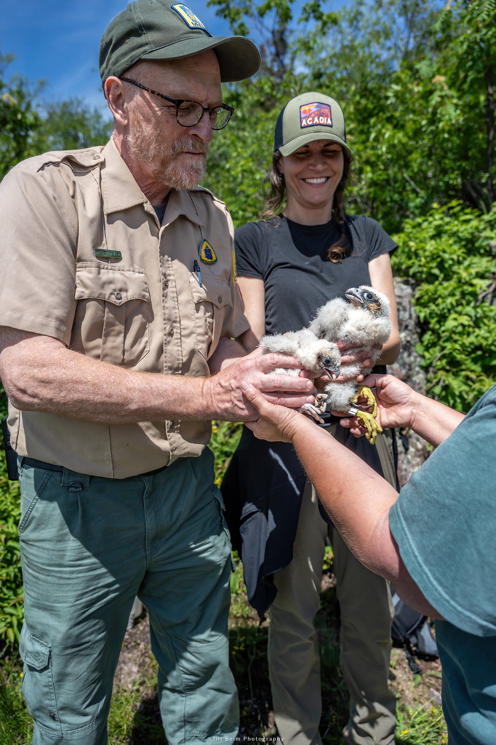 Peregrine Falcon Banding 2024 - Jill Beim Nature & Conservation Photography