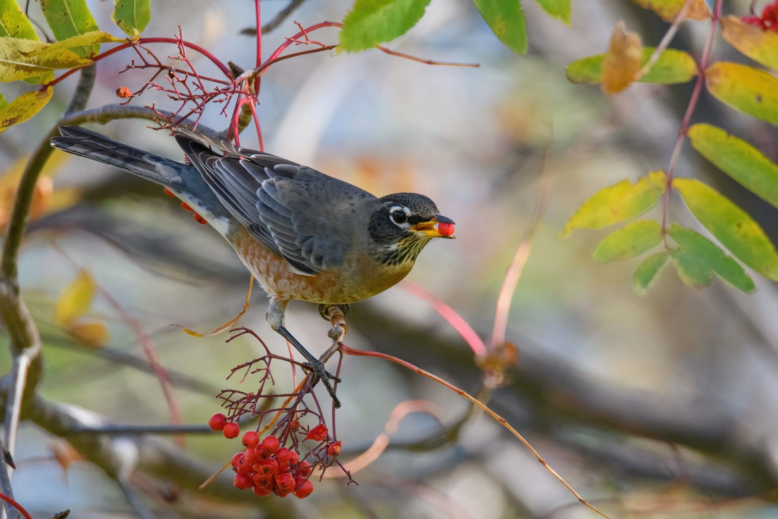 Photo Story: Fueling Flight - Jill Beim Nature & Conservation Photography