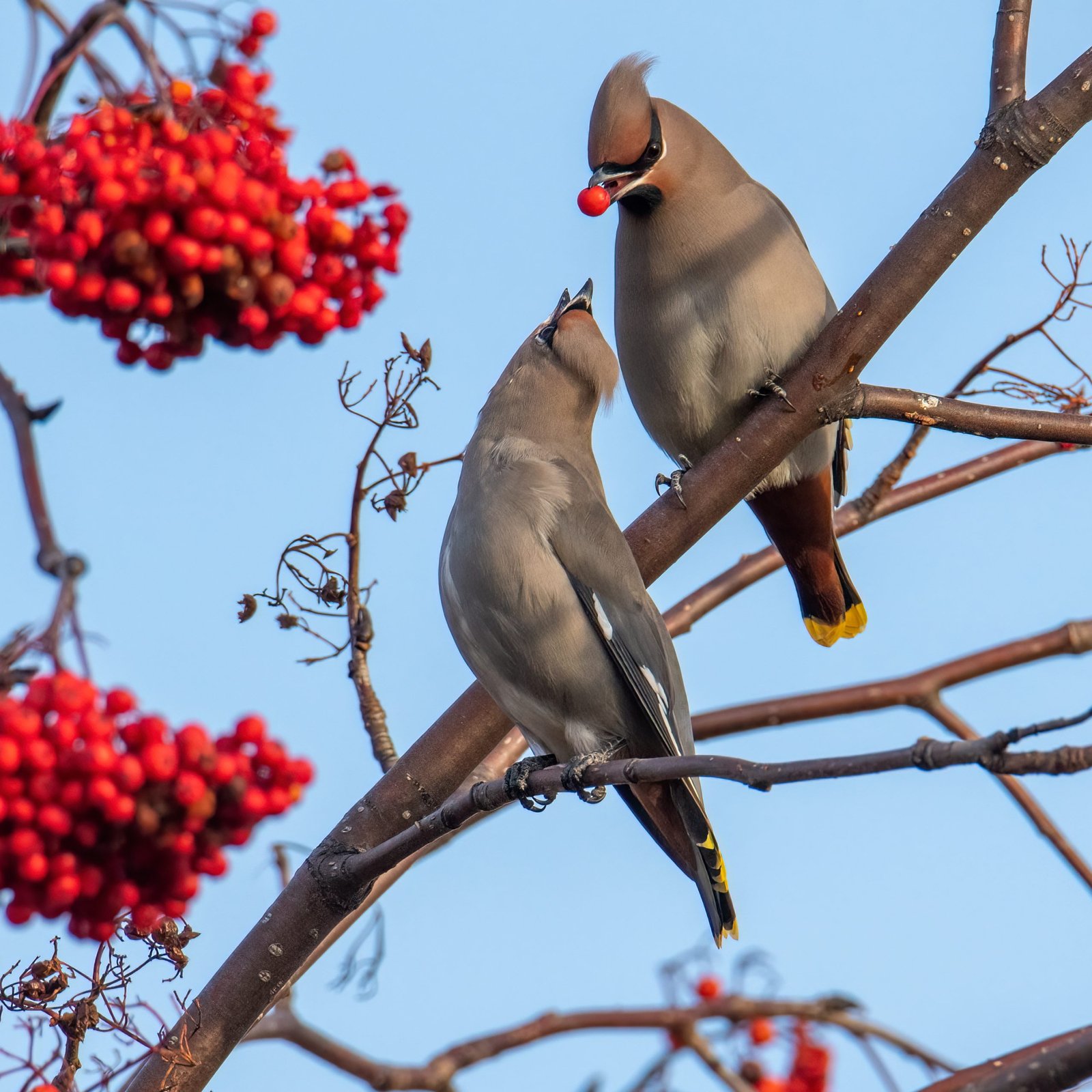 Photo Story: Fueling Flight - Jill Beim Nature & Conservation Photography