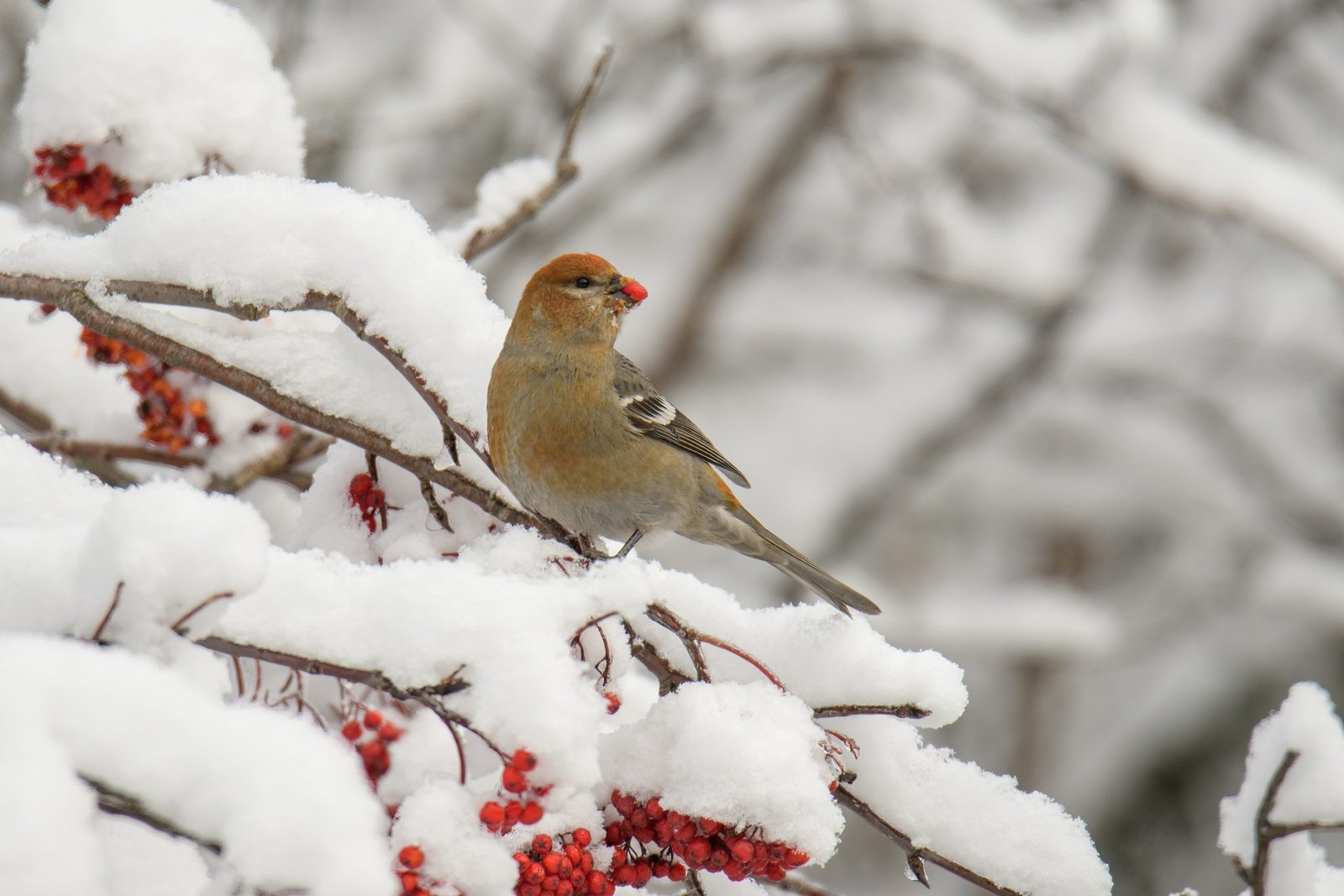 Photo Story: Fueling Flight - Jill Beim Nature & Conservation Photography