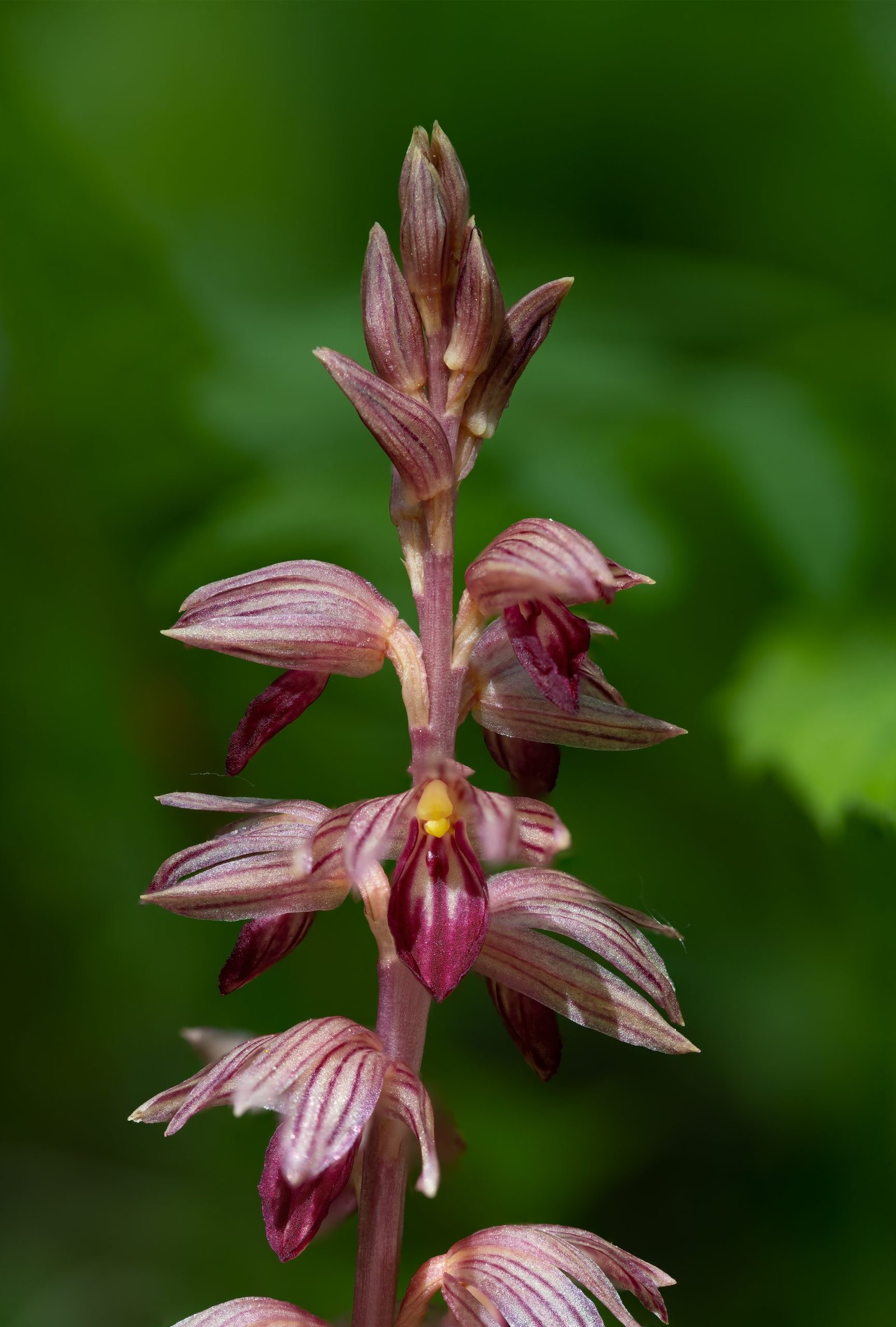 Macro Photography Portfolio - Jill Beim Nature & Conservation Photography